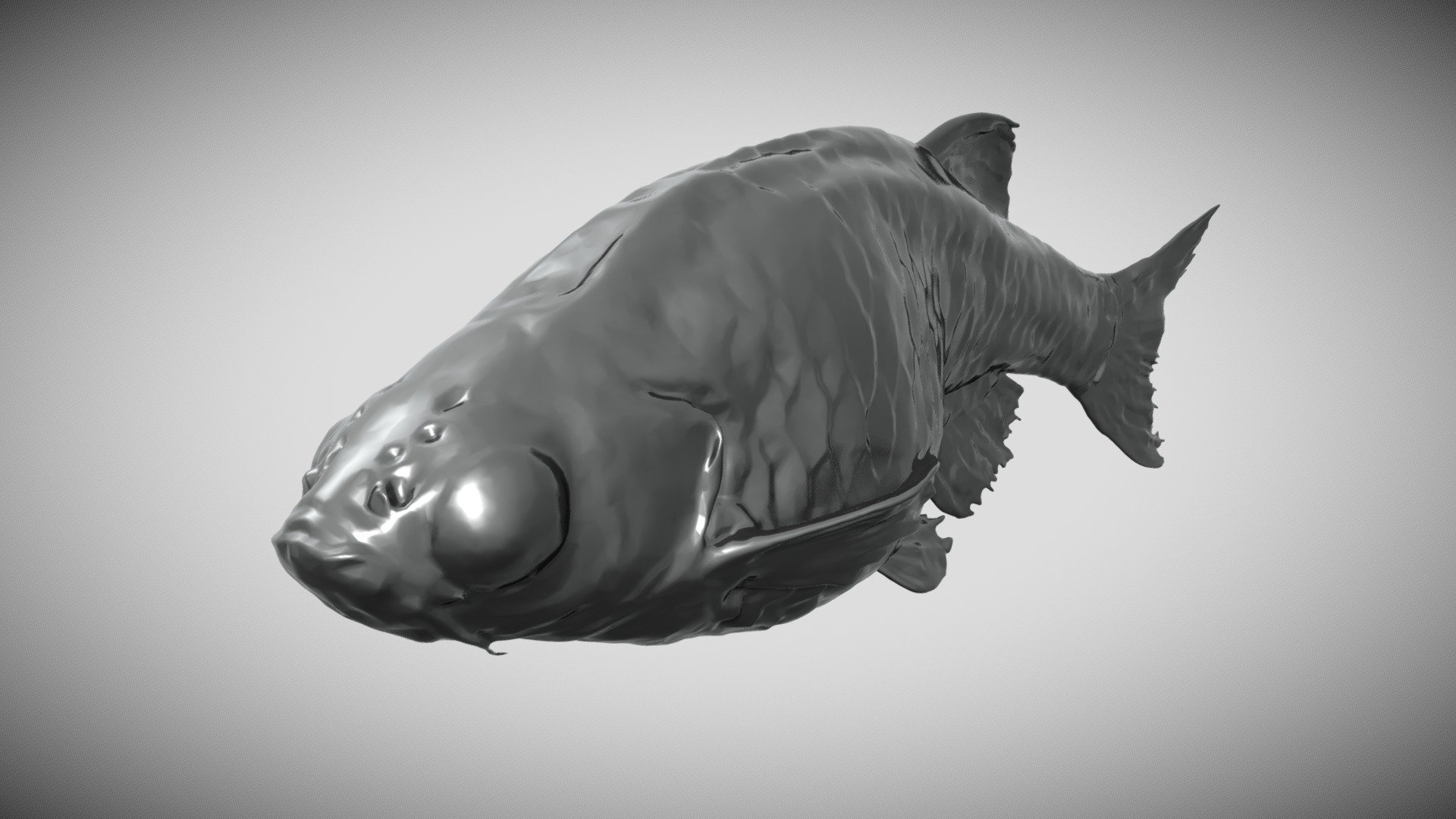 Zebrafish | Female Adult - 3D model by JS Gauthier (@jsgauthier ...