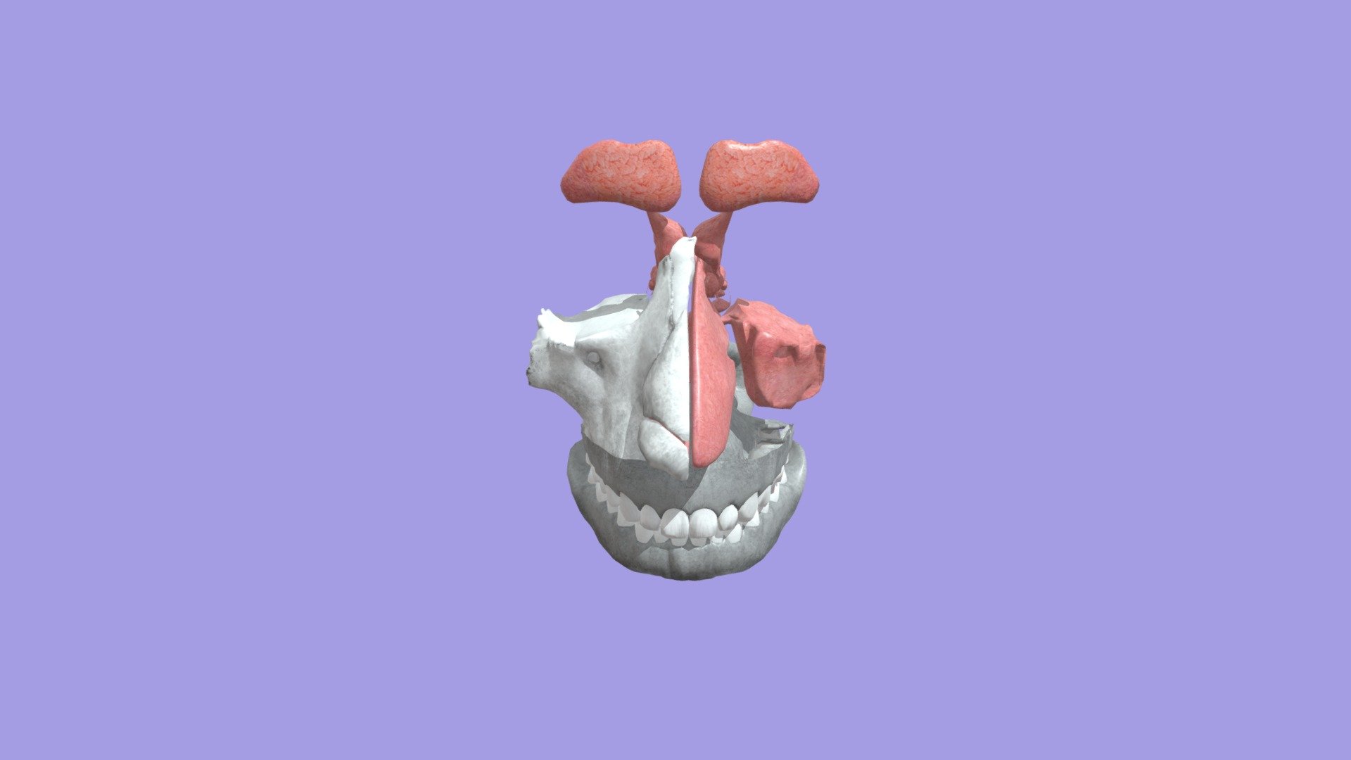 nariz - 3D model by felipelucenabitencourt [afb5586] - Sketchfab