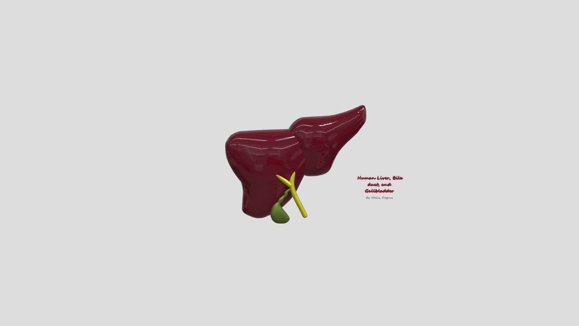 Human Liver, Bile Duct And Gallbladder - Download Free 3D model by ...