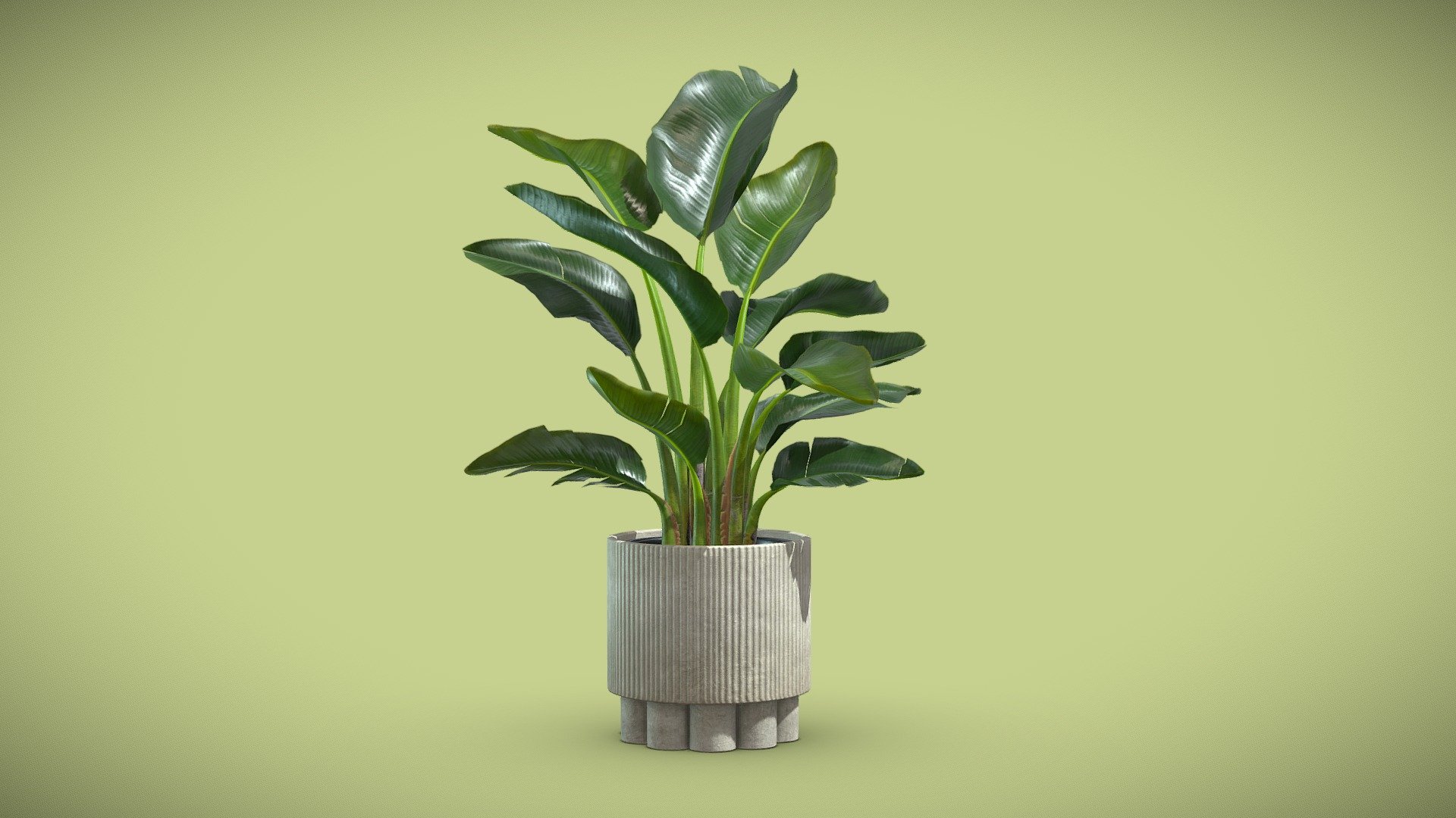 Potted Strelitzia Nicolai Small - Buy Royalty Free 3D model by AllQuad ...