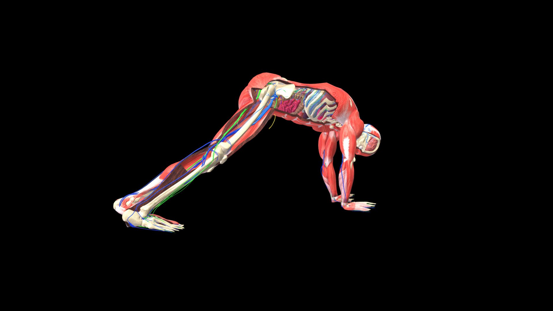 Anatomy Human Body Dissection Animation pushup - Buy Royalty Free 3D ...