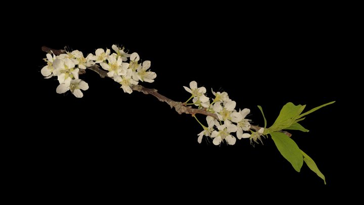 Cc0 3D models - Sketchfab
