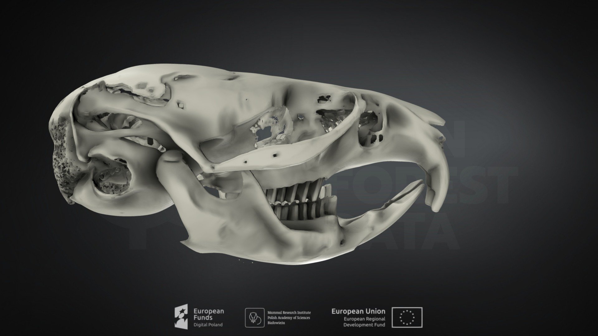 Microtus subterraneus (European pine vole) - Download Free 3D model by ...