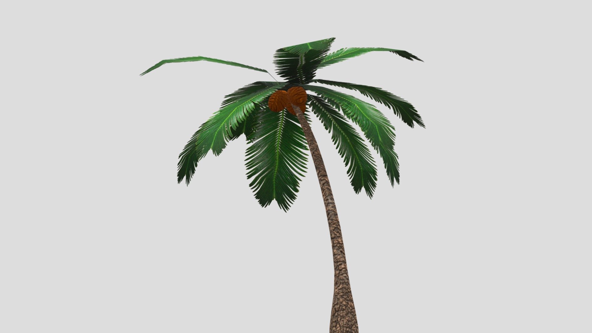 A Palm Tree - Download Free 3D model by ShadowCoffee [afd58d2] - Sketchfab