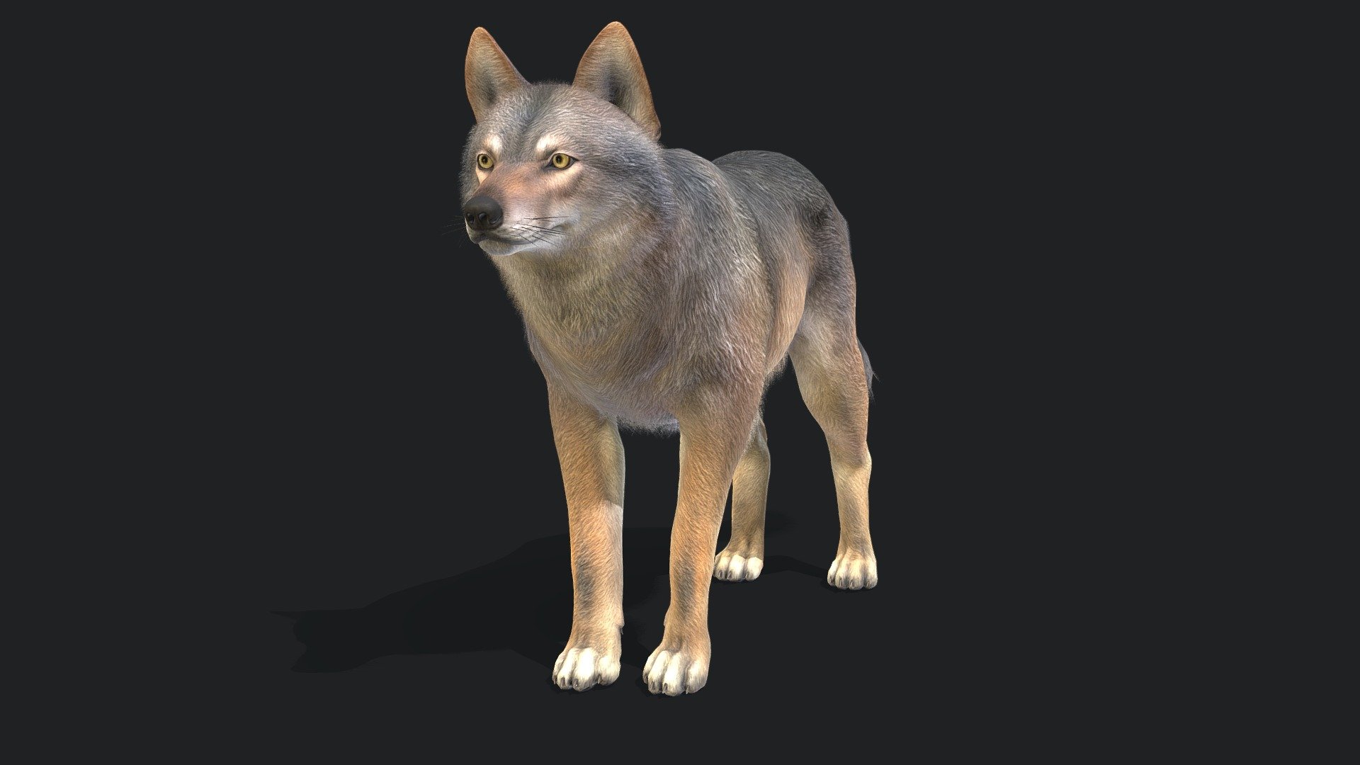 Wolf - Male - Buy Royalty Free 3D model by RedDeer (@billl90) [afd6c75 ...