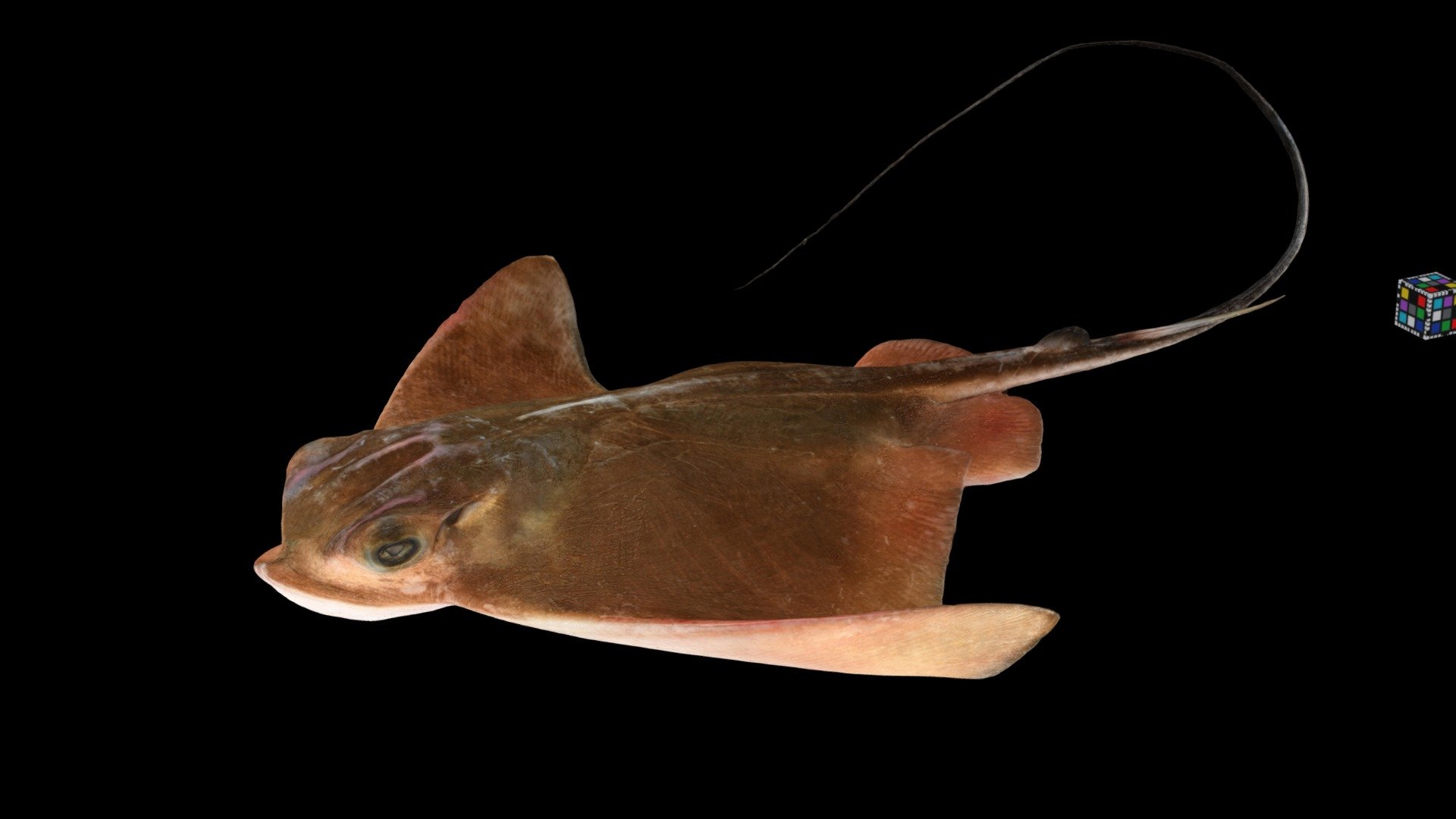 トビエイ 🦈 Japanese Eagle Ray, Myliobatis tobijei - Download Free 3D model ...