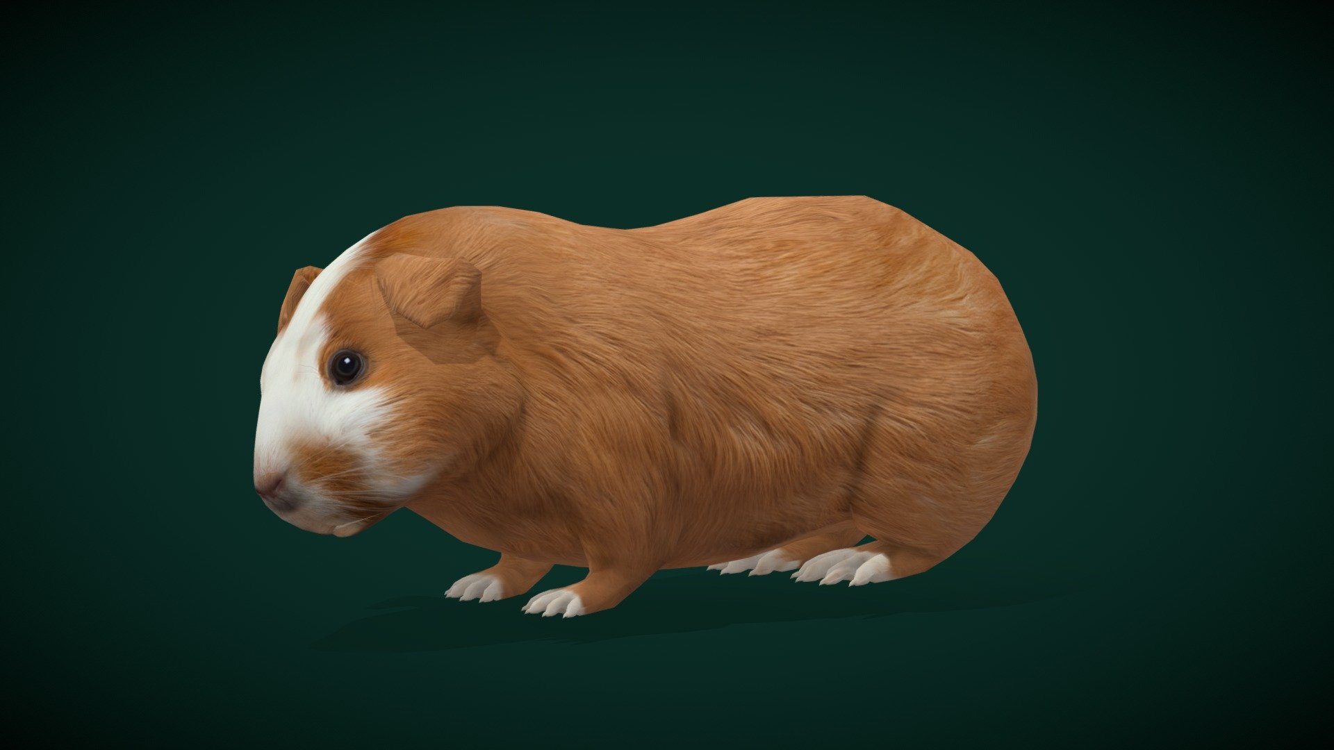 Domestic Guinea Pig Rodent (Lowpoly) - Buy Royalty Free 3D model by ...