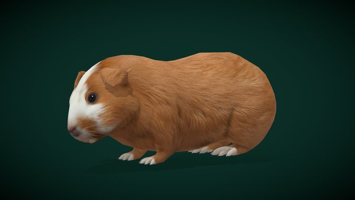 Guineapig 3D models - Sketchfab