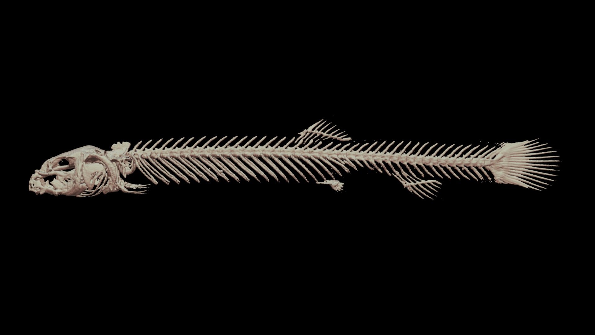 ヒョウモンドジョウ 🐟 CT scan 🦴 ♀ Weather Loach - Download Free 3D model by ffish ...