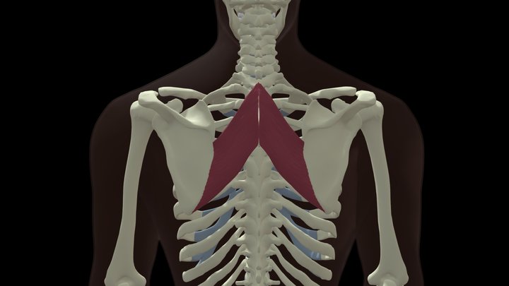Rhomboid 3D models - Sketchfab