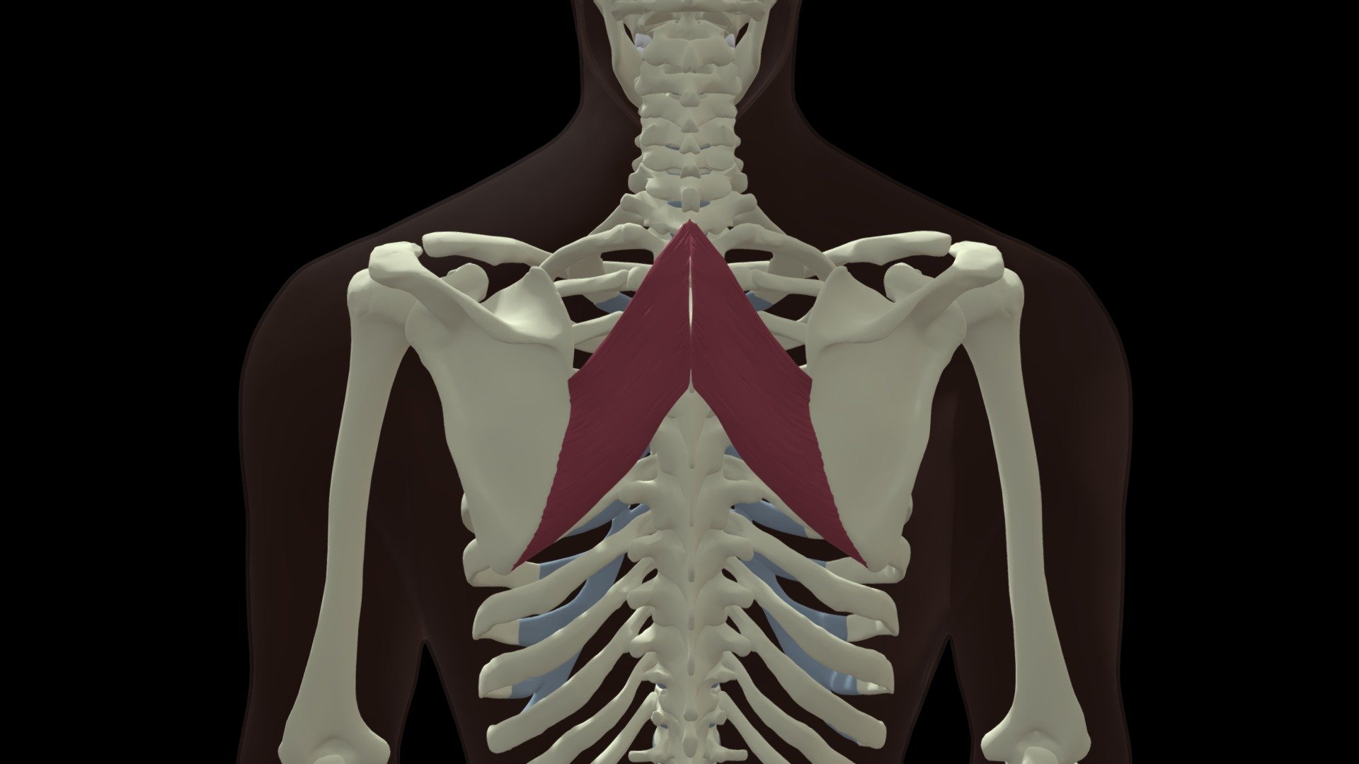 Rhomboid Major - Download Free 3D model by Anatomary [afe1f2a] - Sketchfab