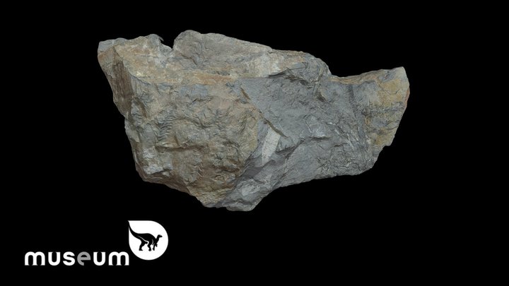 Sphenophyllostachys 3D models - Sketchfab