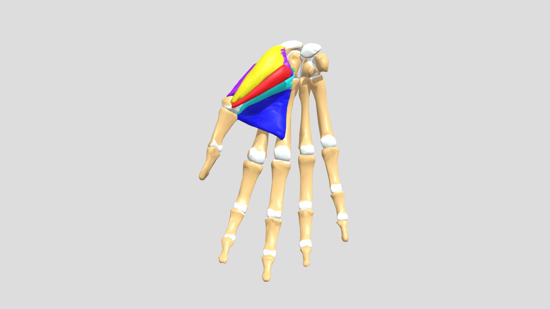 Thenar Muscles - 3D model by theanatomycode [afe6b37] - Sketchfab