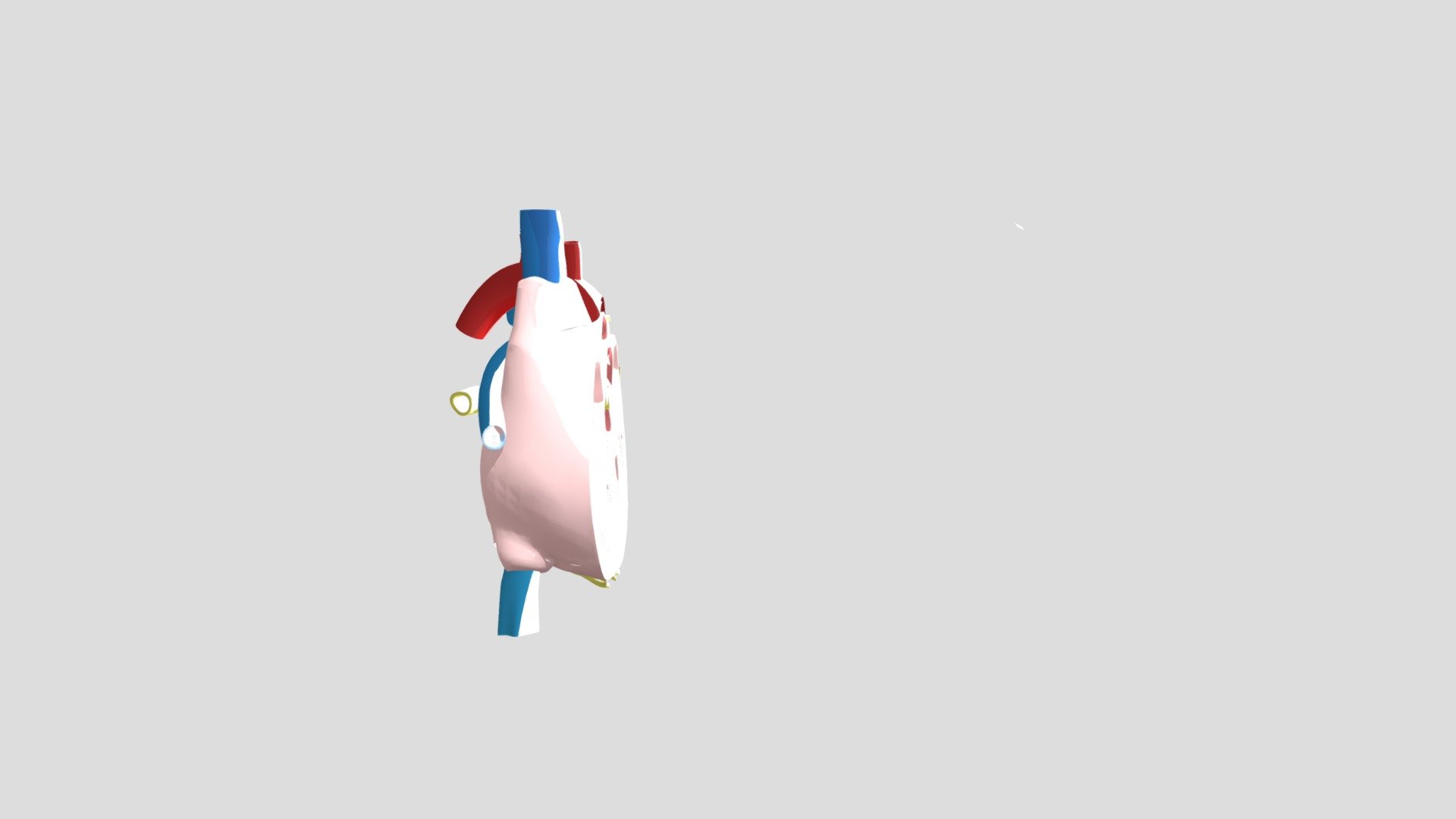 Version 1 HUMAN HEART CROSS SECTION ANATOMY - 3D model by br4d86 ...