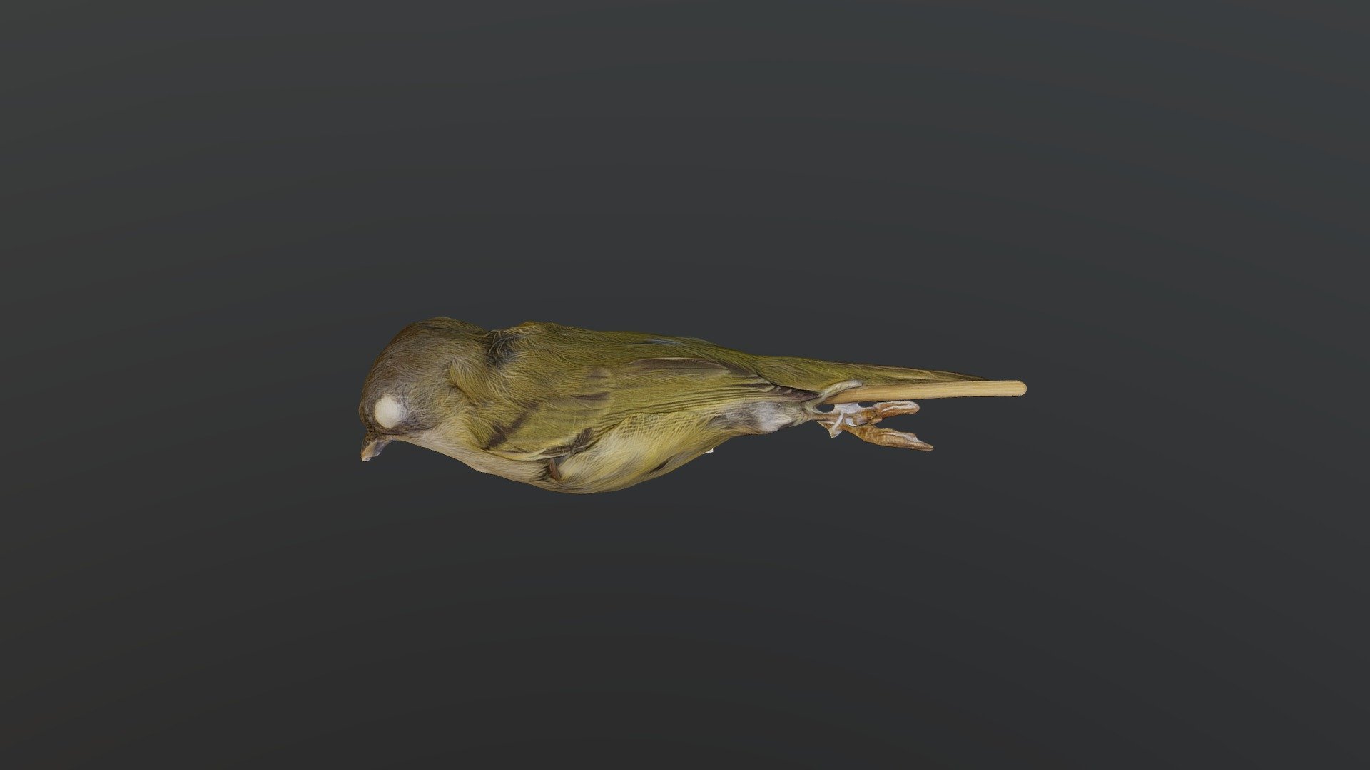 Green Shrike-Babbler - Pteruthius xanthochlorus - Download Free 3D ...