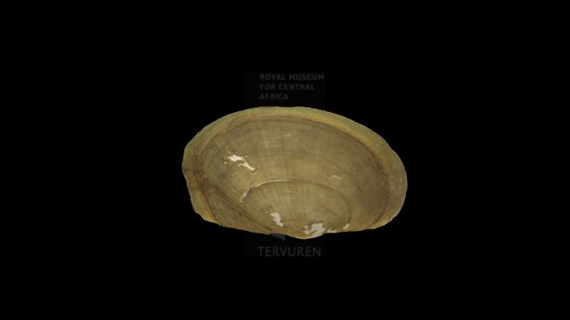 Unionidae 3D models - Sketchfab