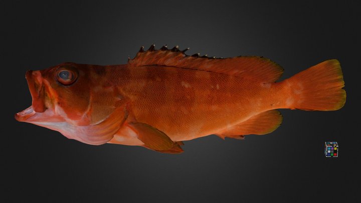 Akahata 3D models - Sketchfab