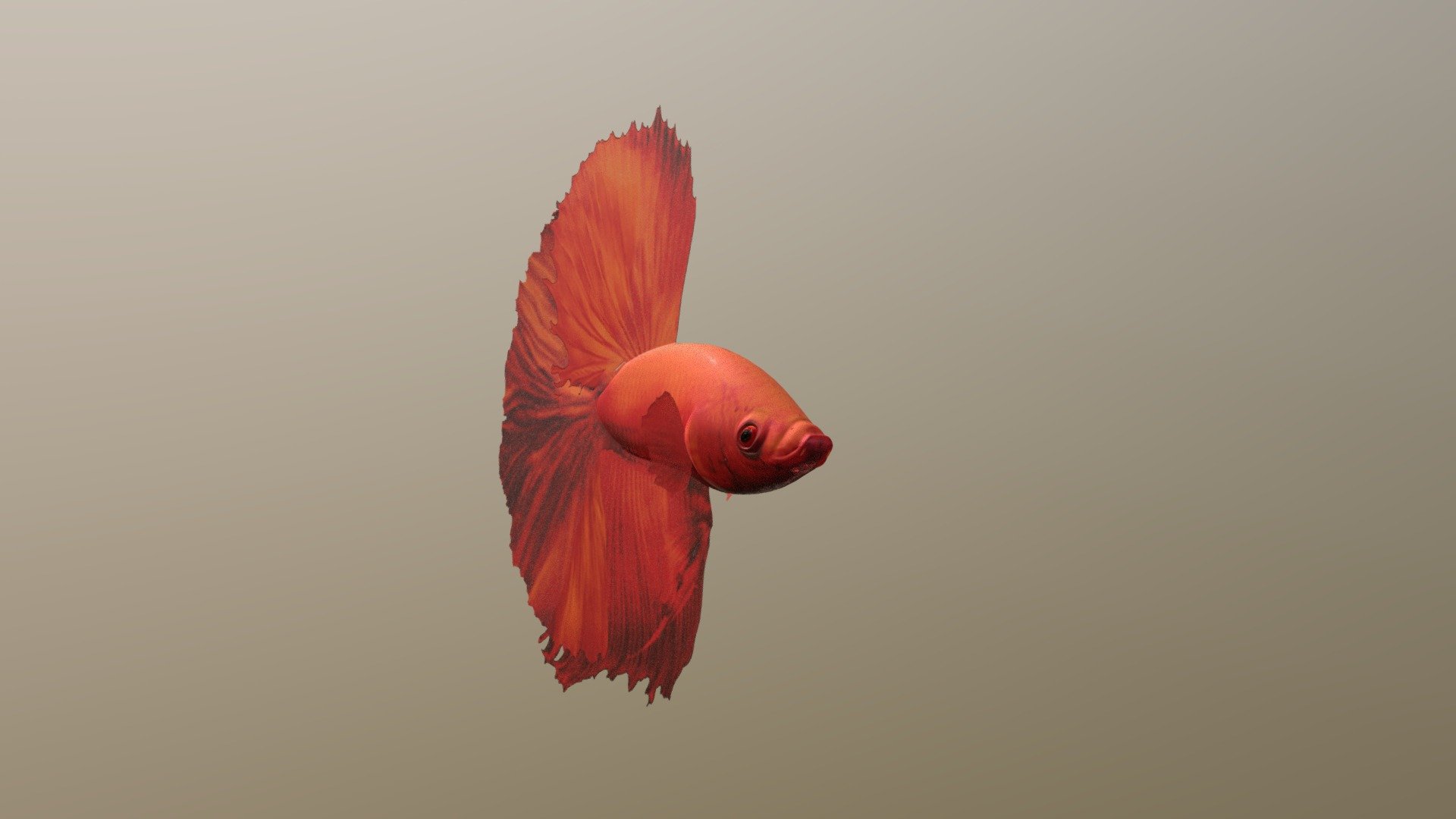 Betta Fish Red - 3D model by Pavithrram [aff3696] - Sketchfab