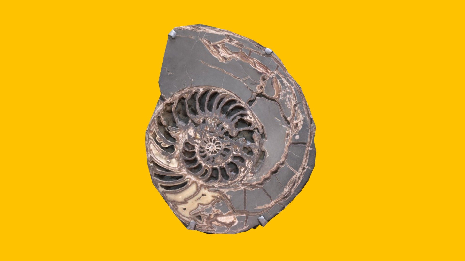 [1k] Fossilized Ammonite - Download Free 3D model by Thomas Flynn ...
