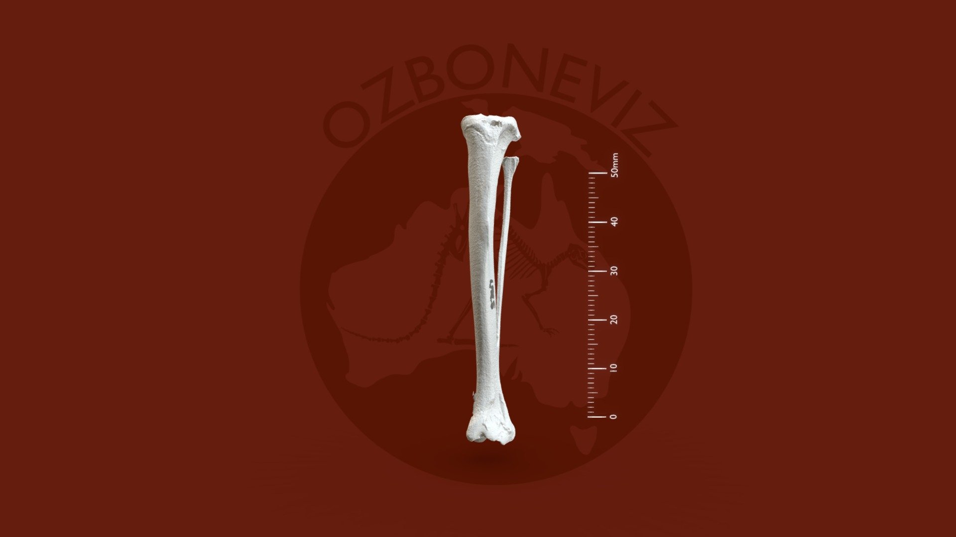 Rock-dwelling giant rat tibia and fibula - 3D model by Ozboneviz ...