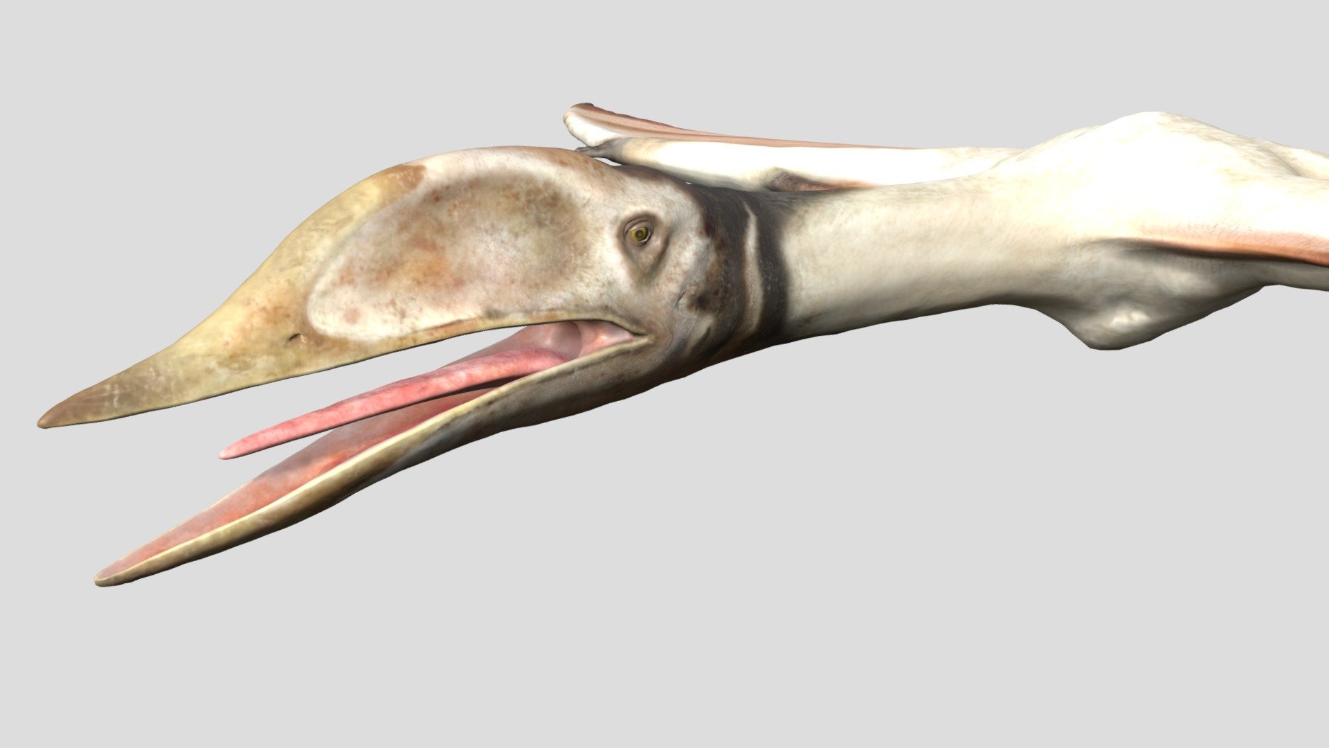 Amazing Dinoworld 2 Azhdarcho - Download Free 3D model by Jurassic ...