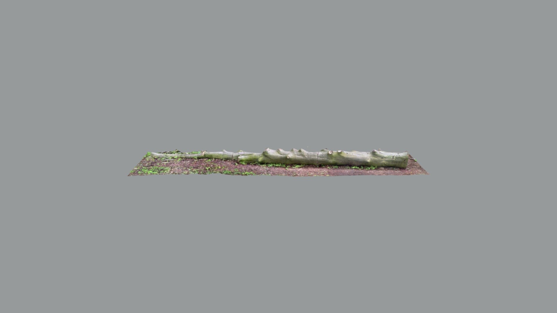 Fallen Tree - Download Free 3D model by Johannes Zwilling ...