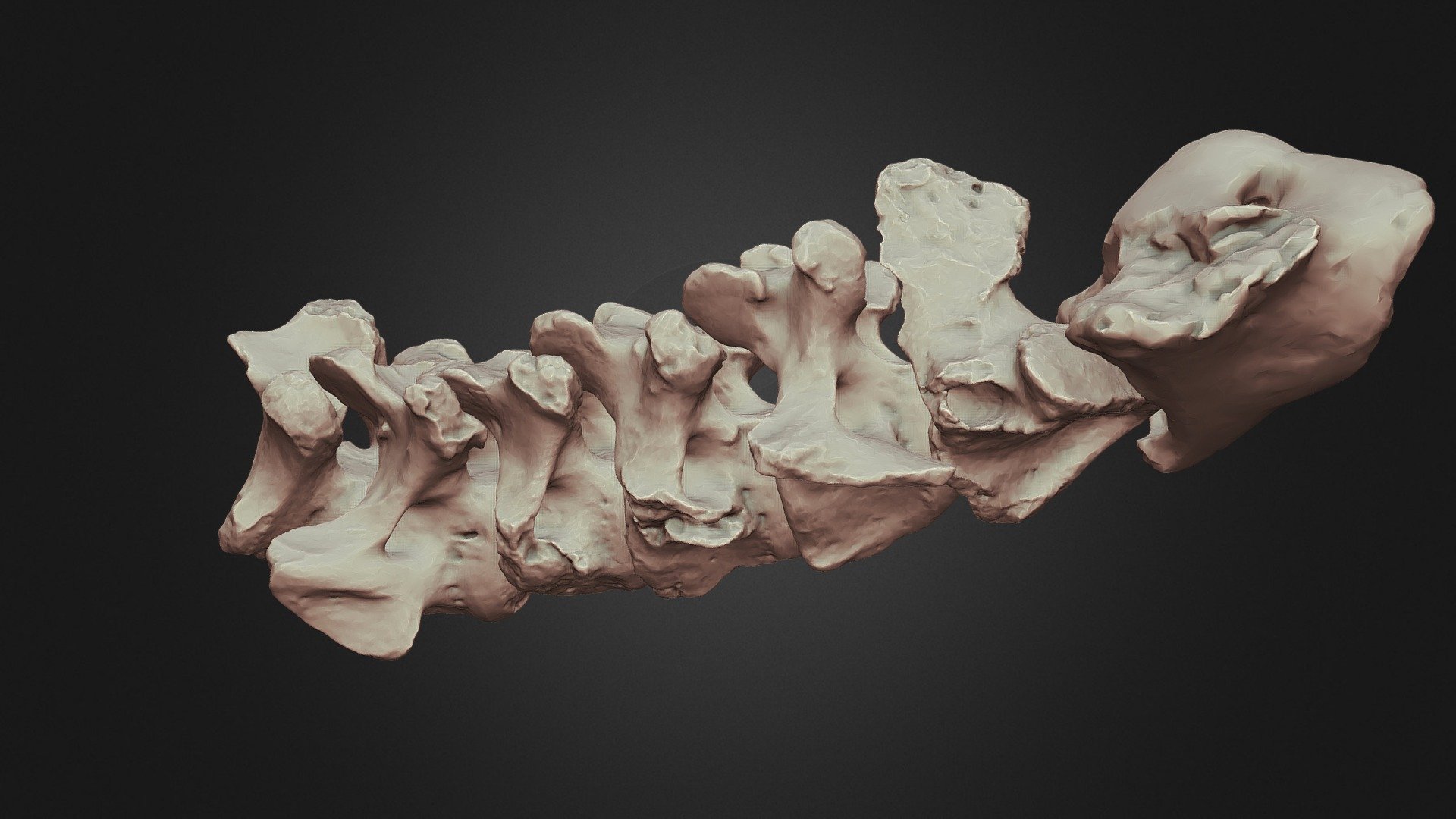 Woolly Rhino Neck - 3D model by Olof Moleman (@lordtrilobite) [b003470 ...