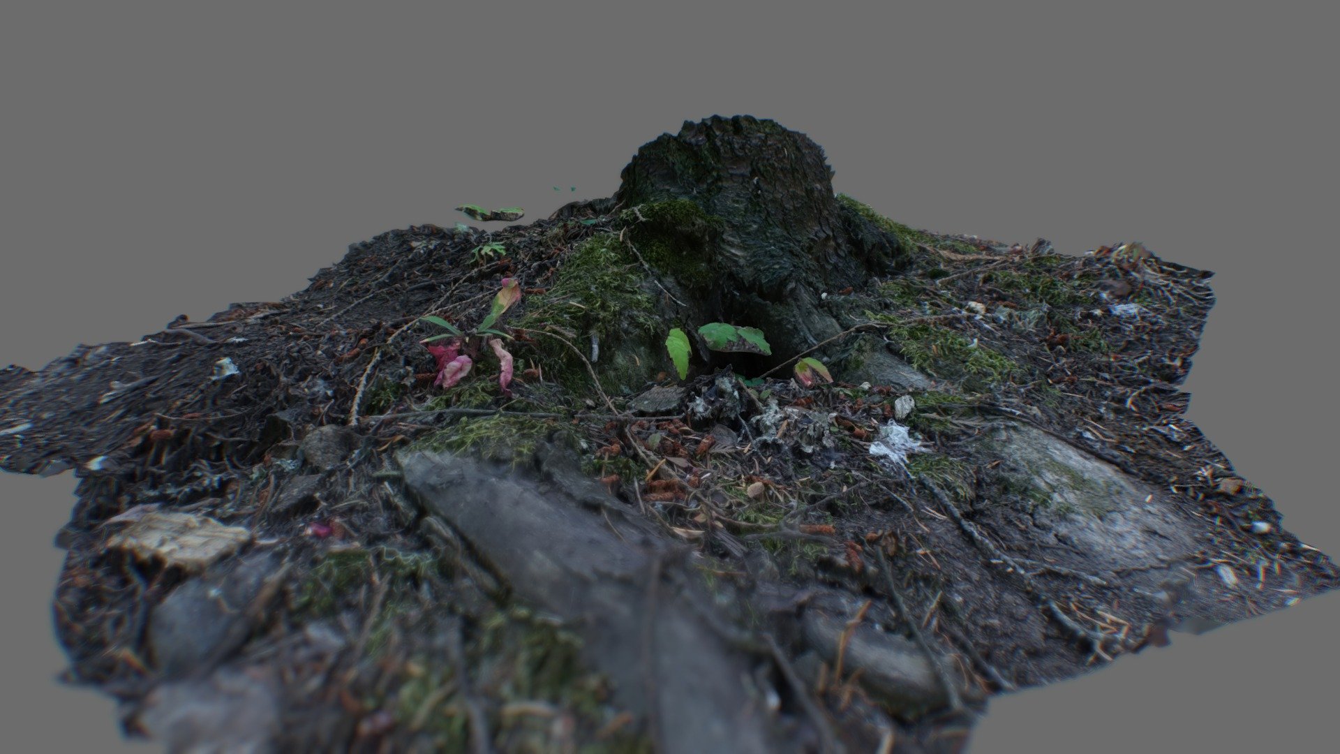 Forest Floor - Download Free 3D model by stuff scanner (@boypuff ...
