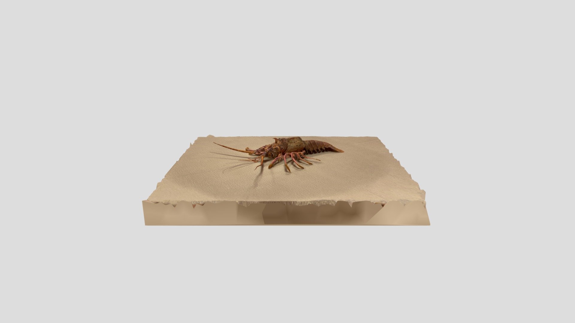 イセエビ_Japanese Spiny Lobster - Download Free 3D model by tetsuro.koizumi ...