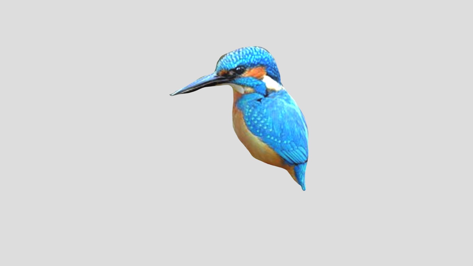 bird1 - 3D model by 409731097 [b00b7f2] - Sketchfab