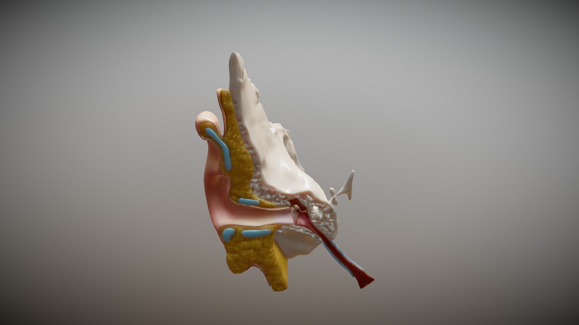 Auditory System - Middle Ear - 3D model by Vida Systems (@objects1 ...