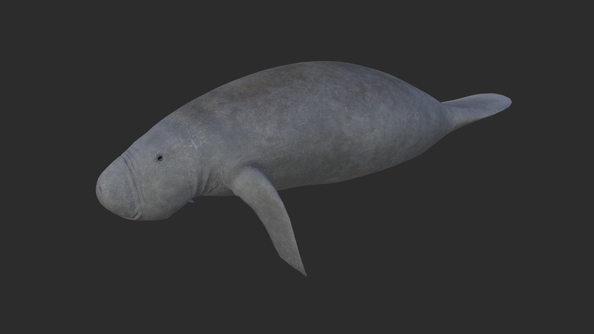 Manatee - Buy Royalty Free 3D model by KangaroOz 3D (@KangaroOz-3D ...