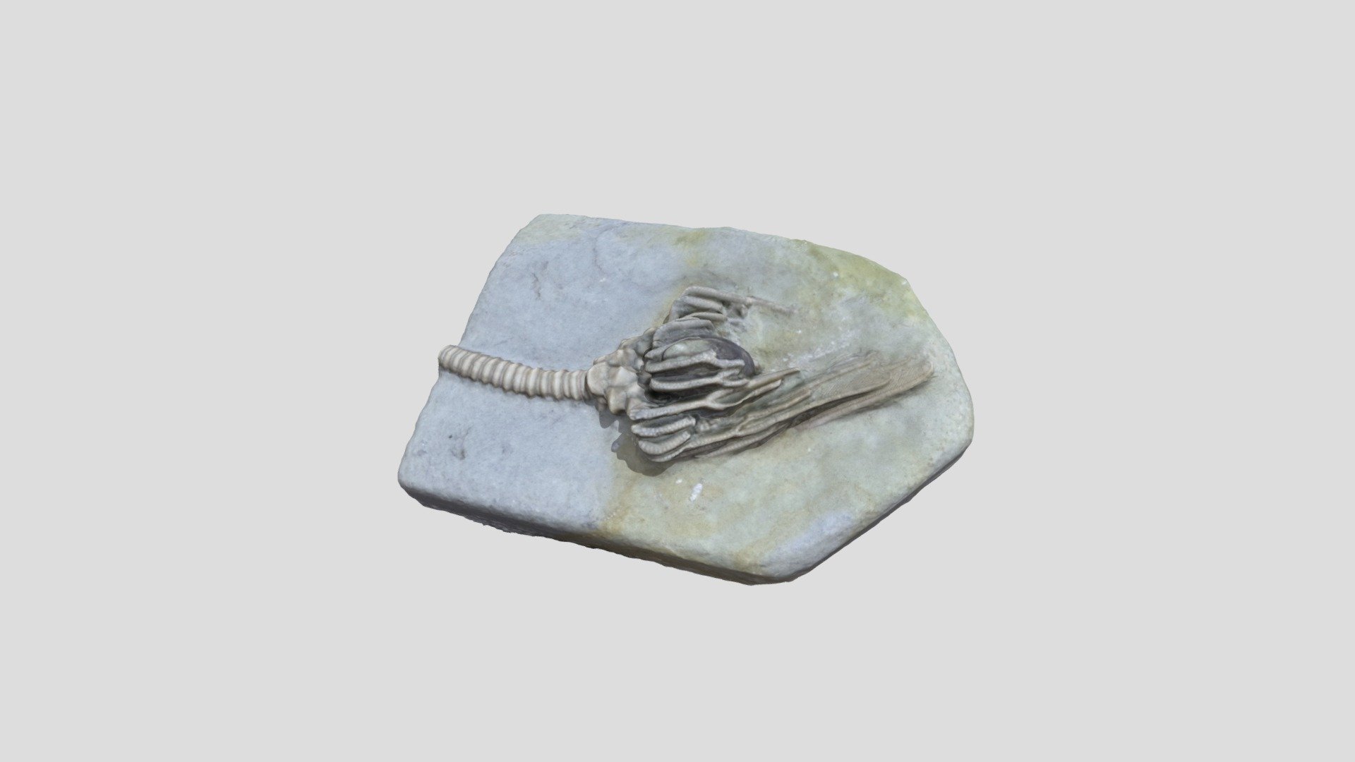 unknown specimen - Download Free 3D model by BenkerGeoSci [b020ed5 ...