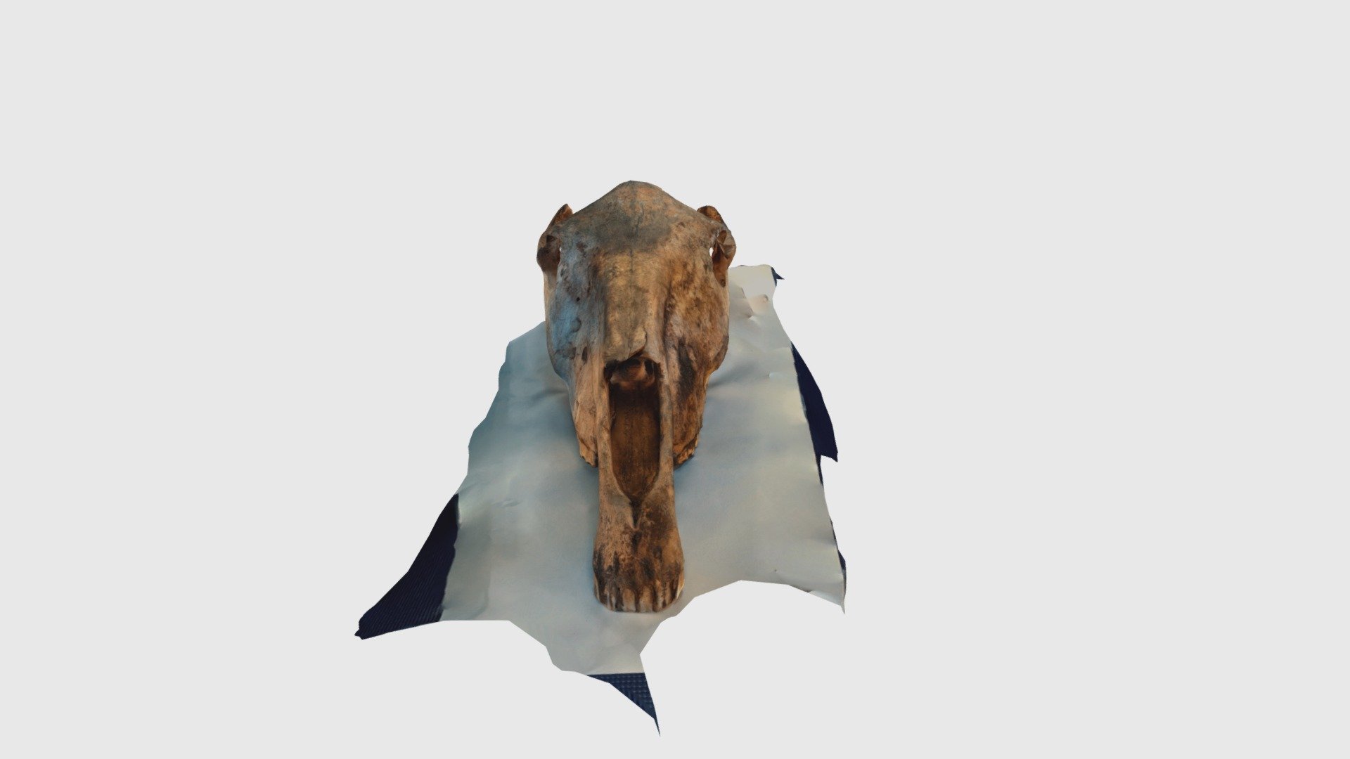 Horse Cranium with White Sheet - Download Free 3D model by Digital ...