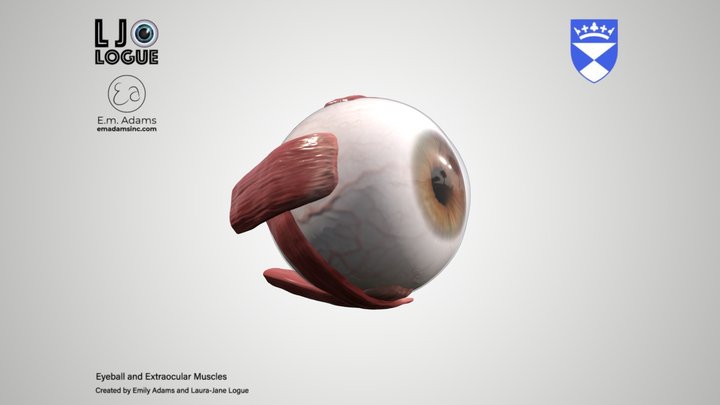 Eye-anatomy 3D models - Sketchfab