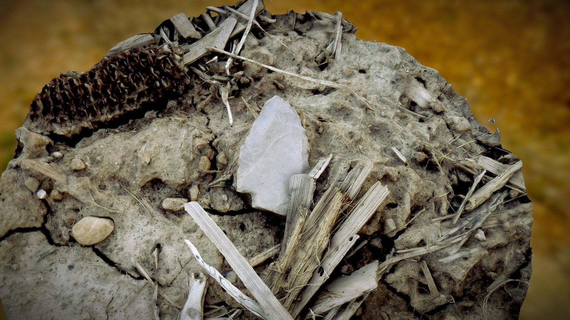 Gray Kirk Corner Notch Arrowhead In-Situ - Download Free 3D model by ...