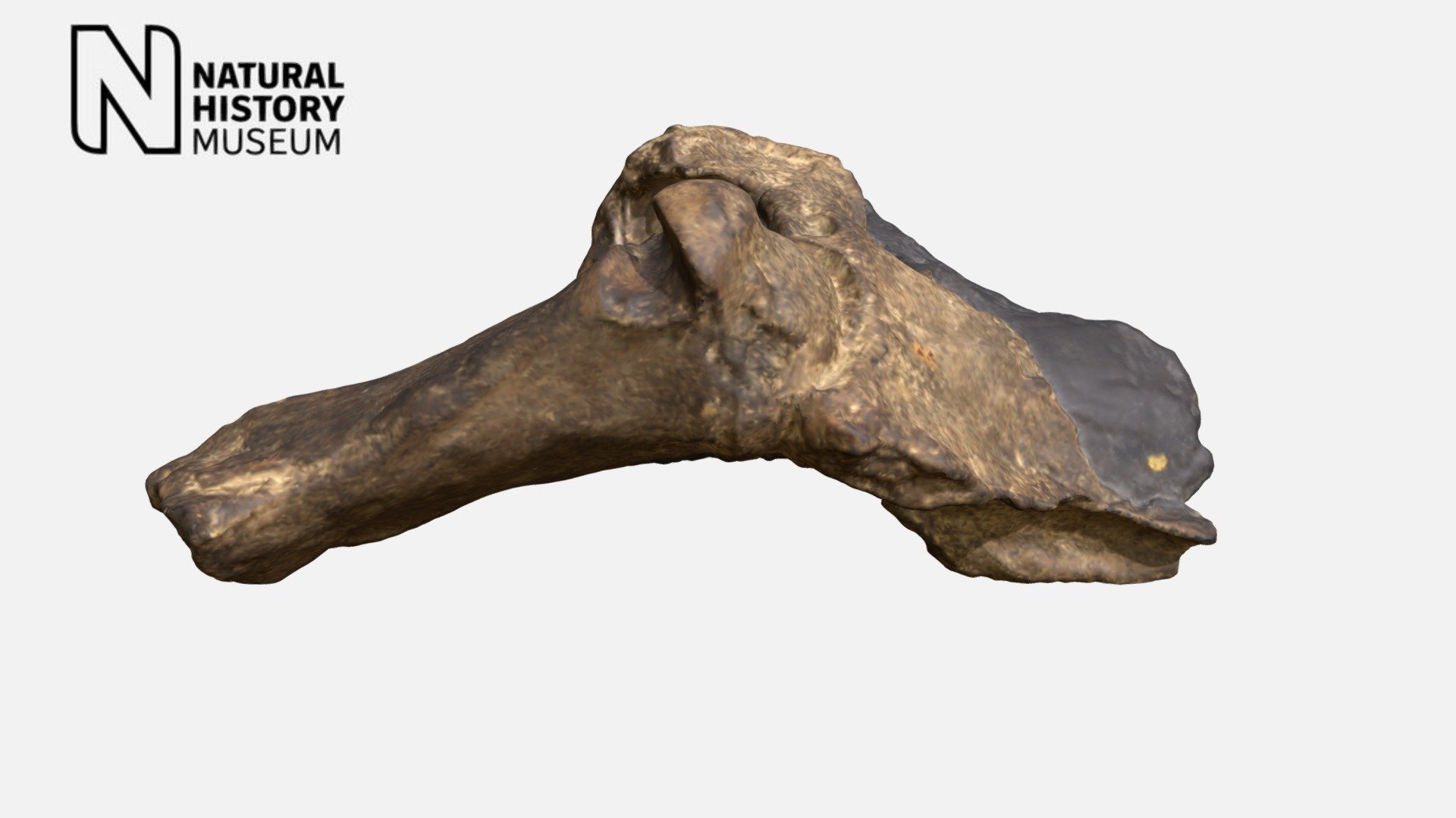 Scelidotherium leptocephalum - cast of upper arm - Download Free 3D ...