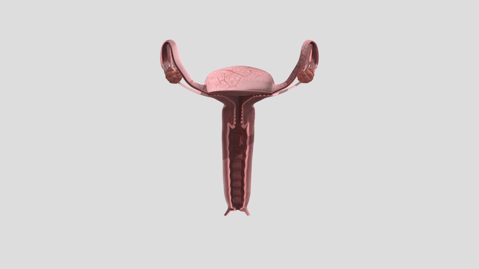 Female-reproductive-organs-x-section - 3D model by 89518788416nk ...
