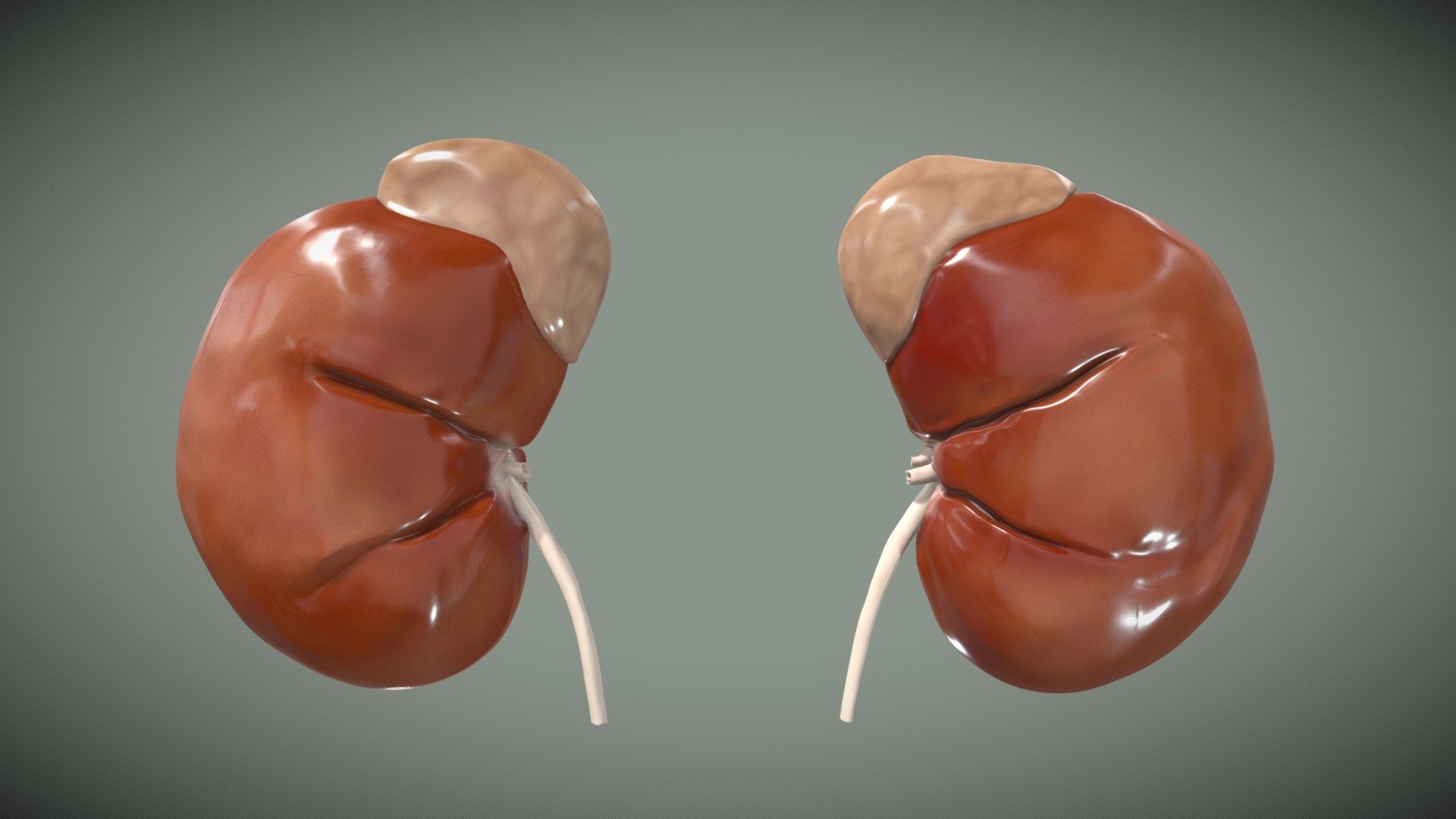 Kidneys - 3D model by isabellenielsen [b03e956] - Sketchfab