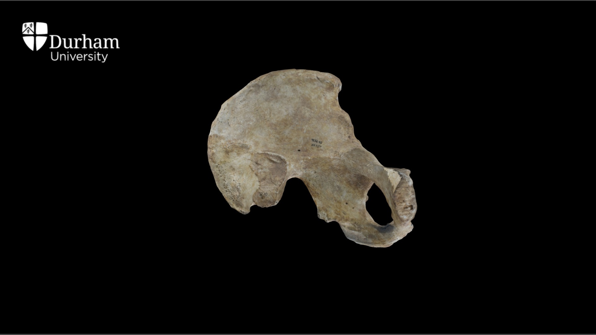 Os Coxa (Pelvis) - 3D model by Durham Archaeology (@DurhamArchaeology ...