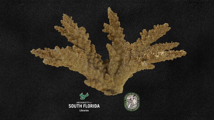 Reefs-corals-coral-photogrammetry 3D models - Sketchfab