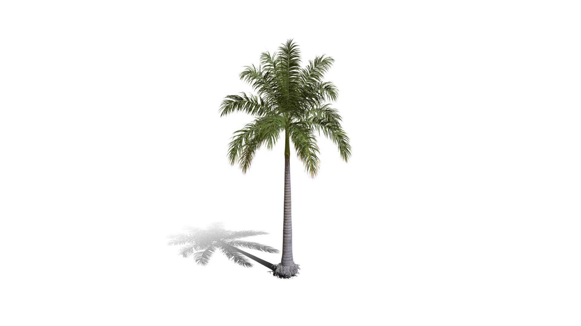 Realistic HD Royal palm (2/25) - Buy Royalty Free 3D model by ...