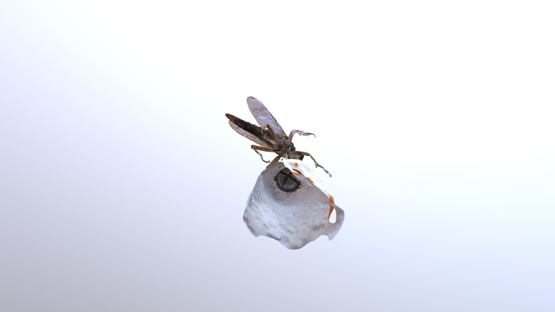 COLMAP/Meshlab + OpenMVS - Acanthopleura ravus - 3D model by FIP ...