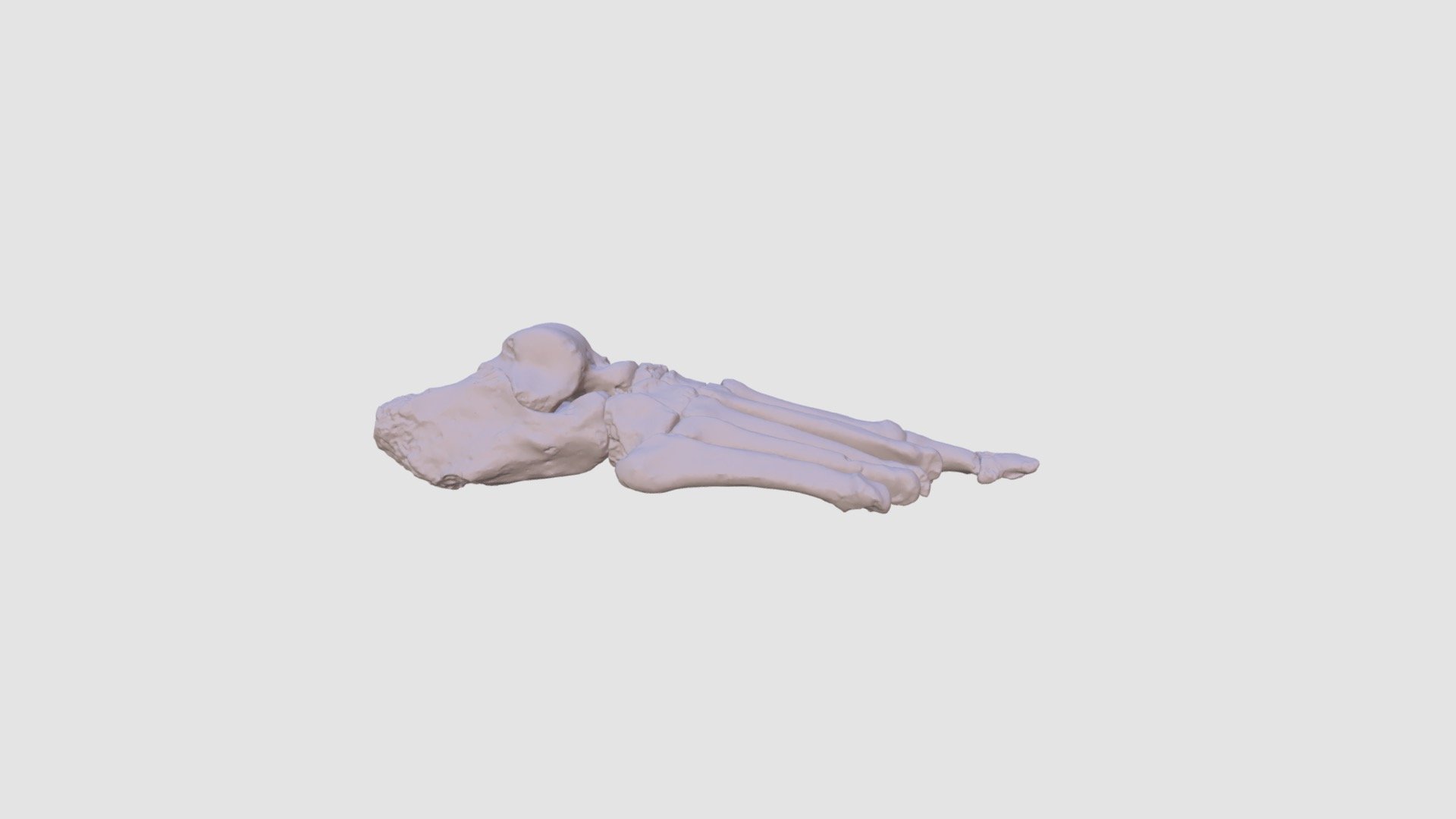 Homo naledi foot - 3D model by Dartmouth (@dartmouth-college) [b067c9f ...