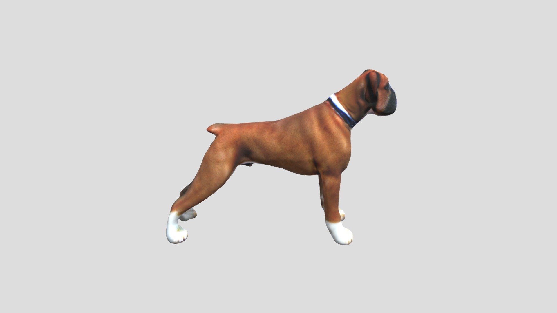A Boxer Dog - Download Free 3D model by sidder [b07053a] - Sketchfab