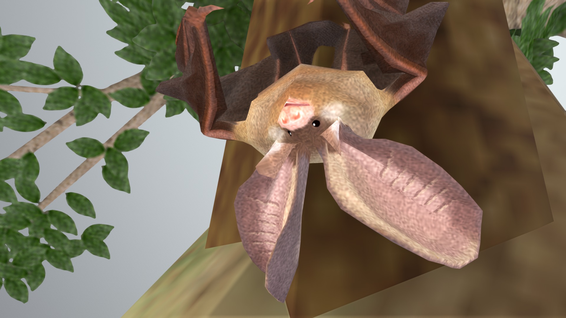 Plecotus taivanus 台灣長耳蝠 - 3D model by wowwow [b071a0a] - Sketchfab