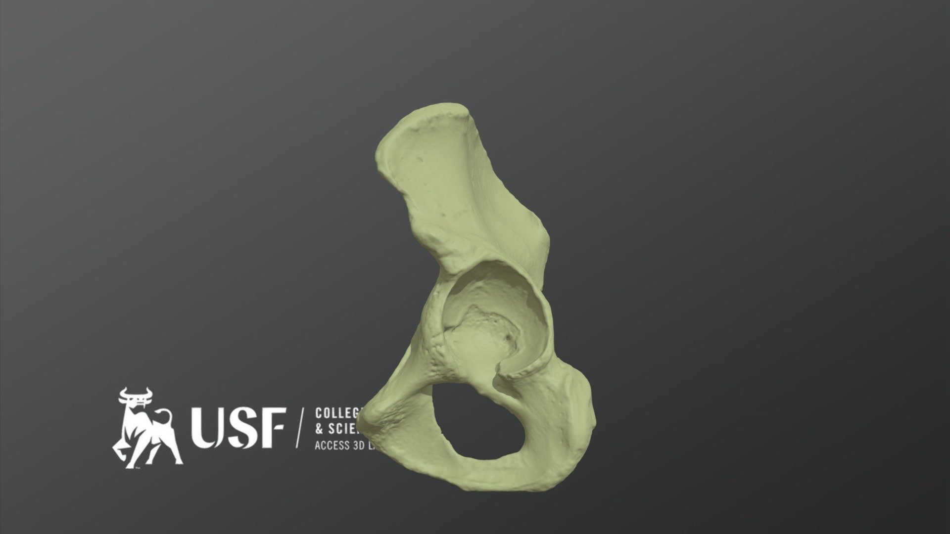 Left Os Coxae (R) - 3D model by access3d [b0722f5] - Sketchfab