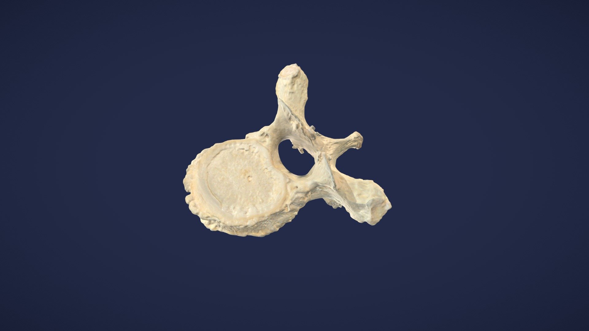 9. Brustwirbel (Th9) - 9th thoracic vertebra - 3D model by Institute of ...