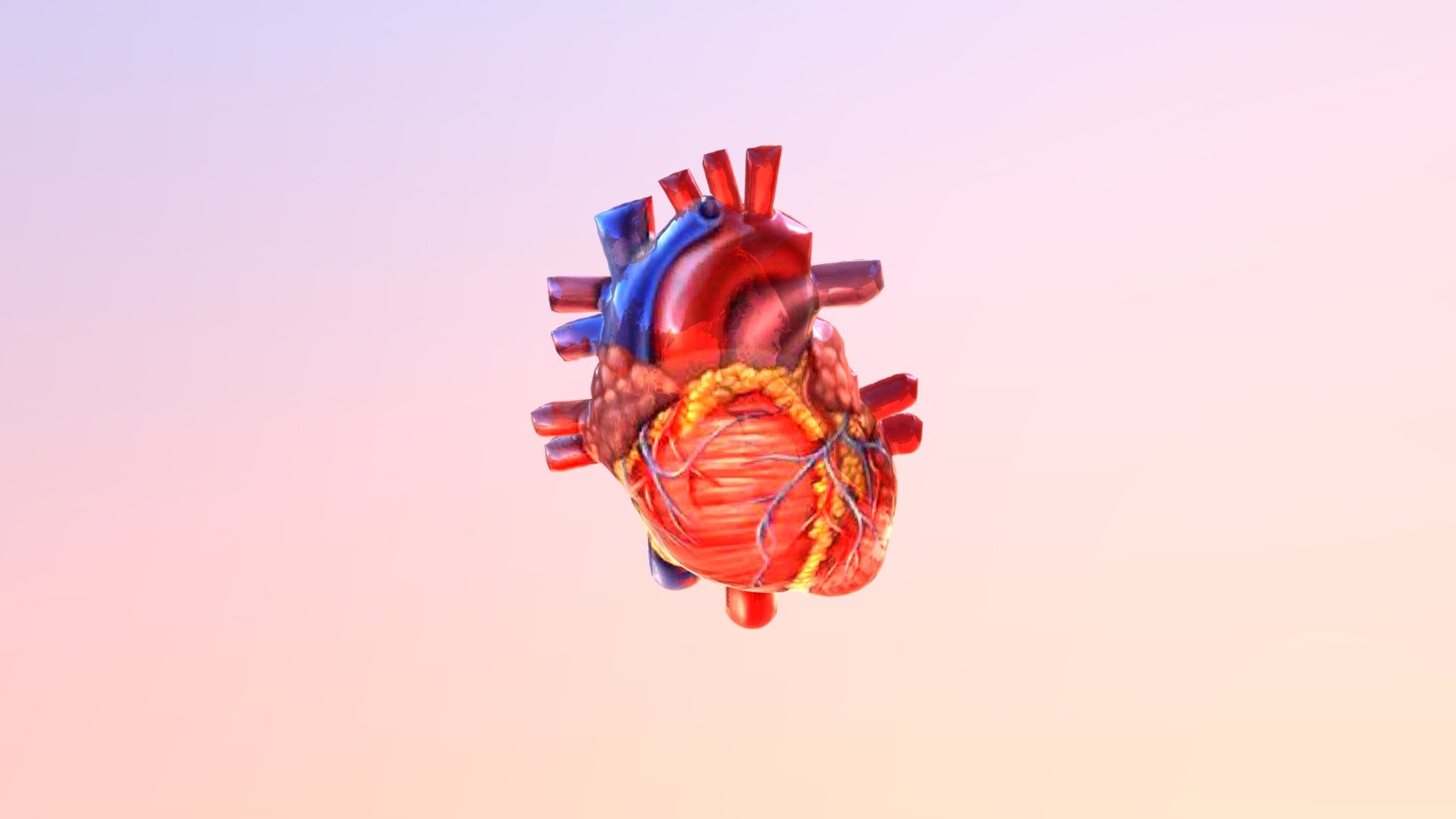 Anatomi Jantung - 3D model by furkan23 [b08731f] - Sketchfab