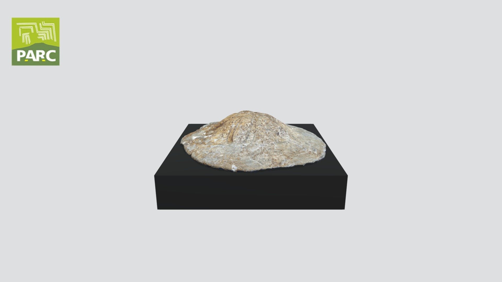 Clypeaster fossile - 3D model by PARC Museum (@parcgenoni) [b0889d9 ...